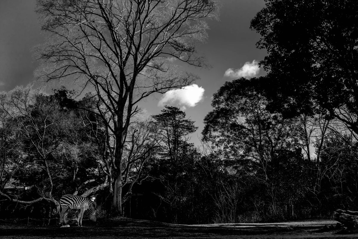 lights and shadows | GANREF