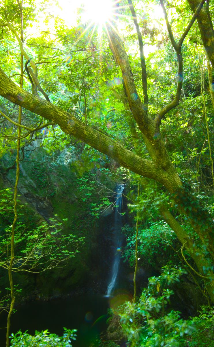 Deep Forest | GANREF