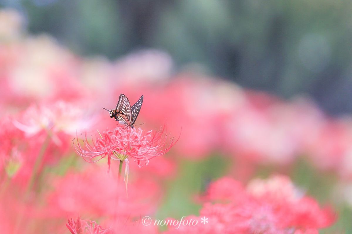 Almost heaven | GANREF