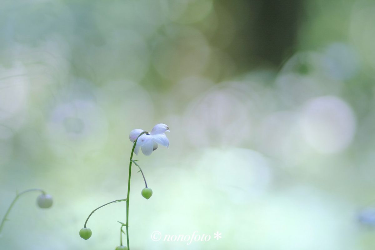 Sentimental | GANREF