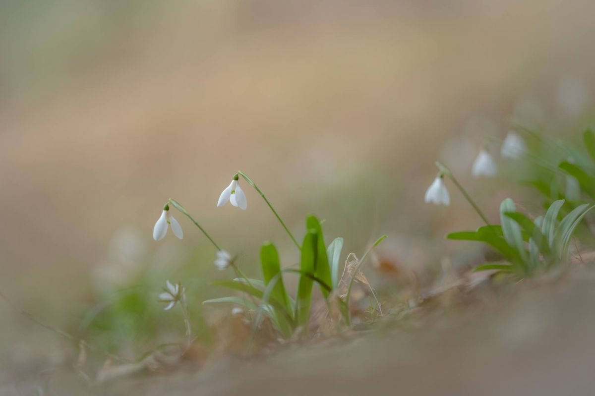 Hello March, Hello Spring | GANREF