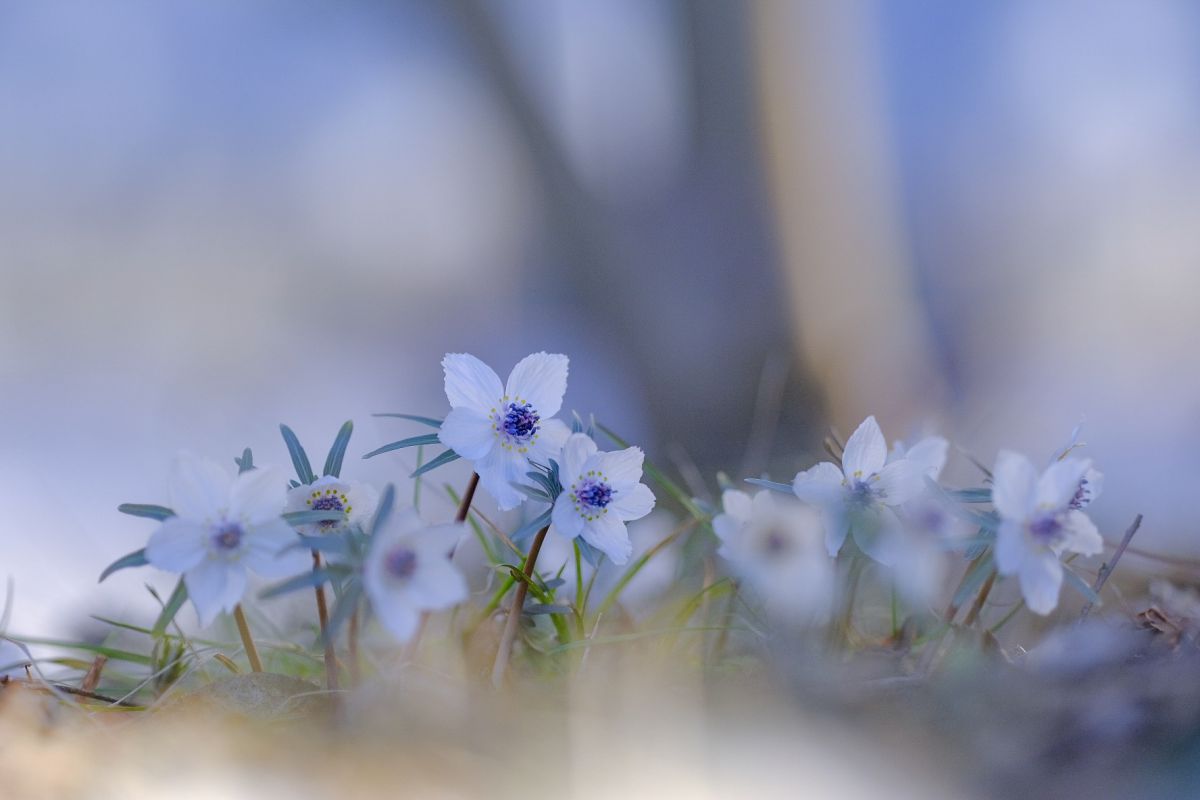 Harmony♪♪ | GANREF