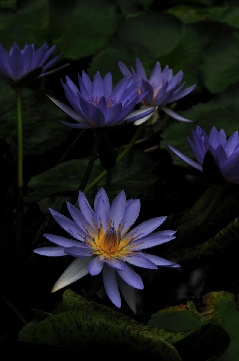 熱帯睡蓮 | GANREF