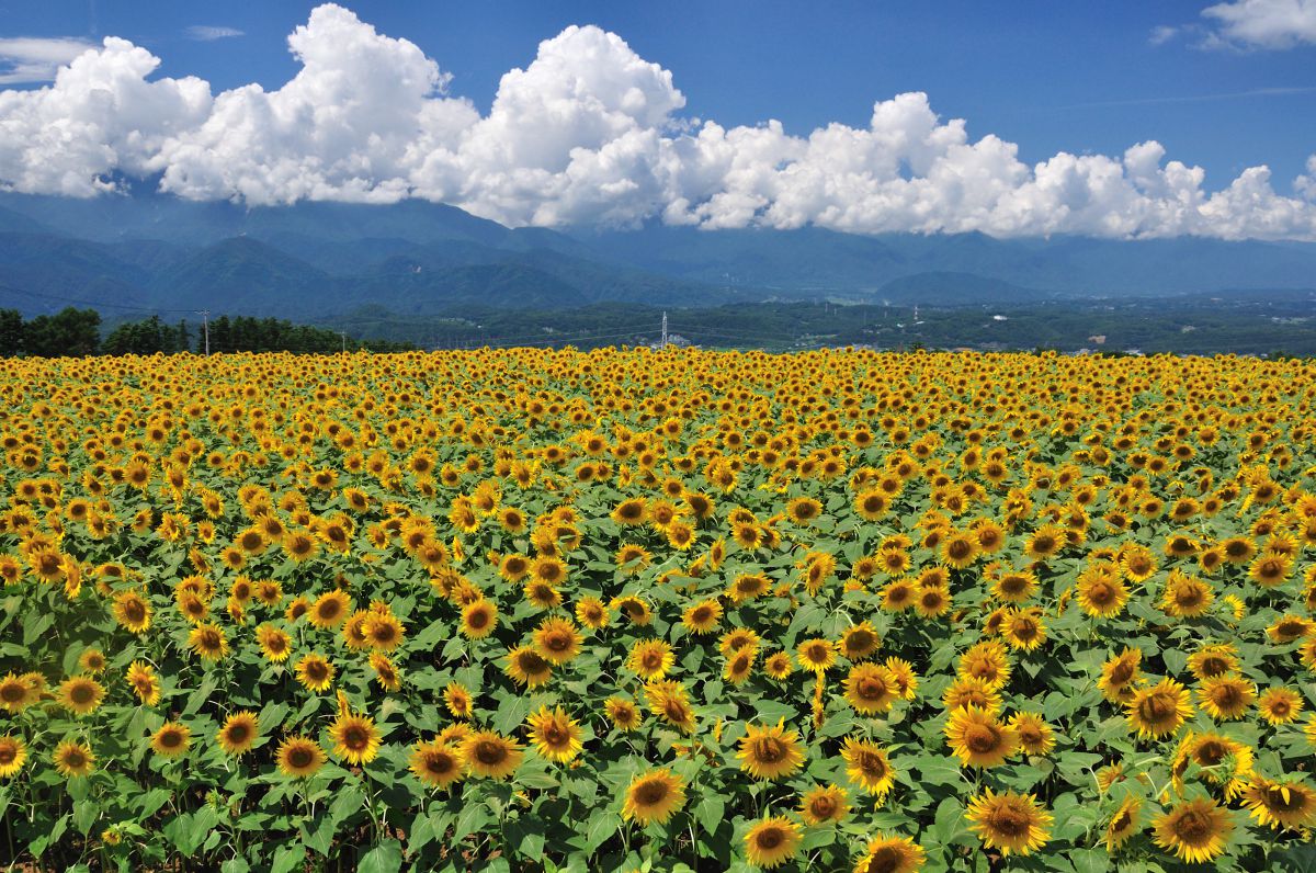 なついろじゅうたん | GANREF