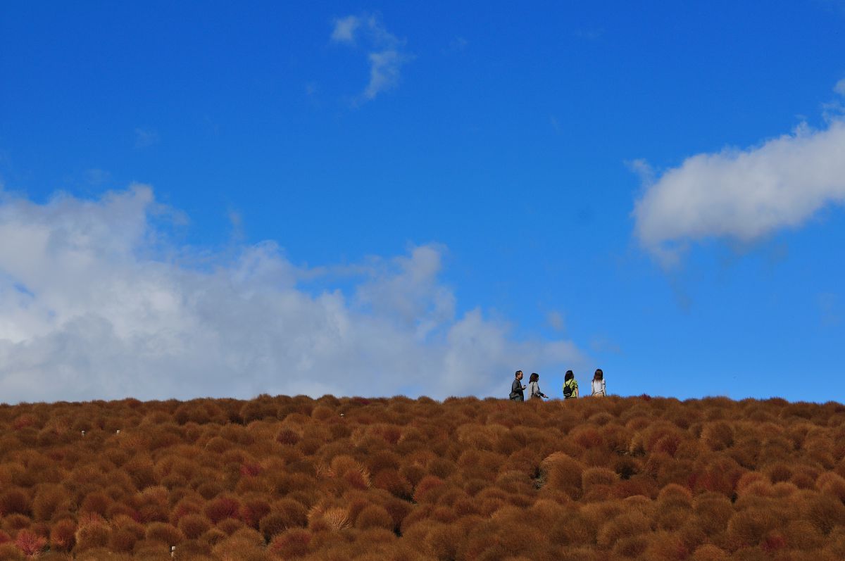 TOP OB BROWN | GANREF