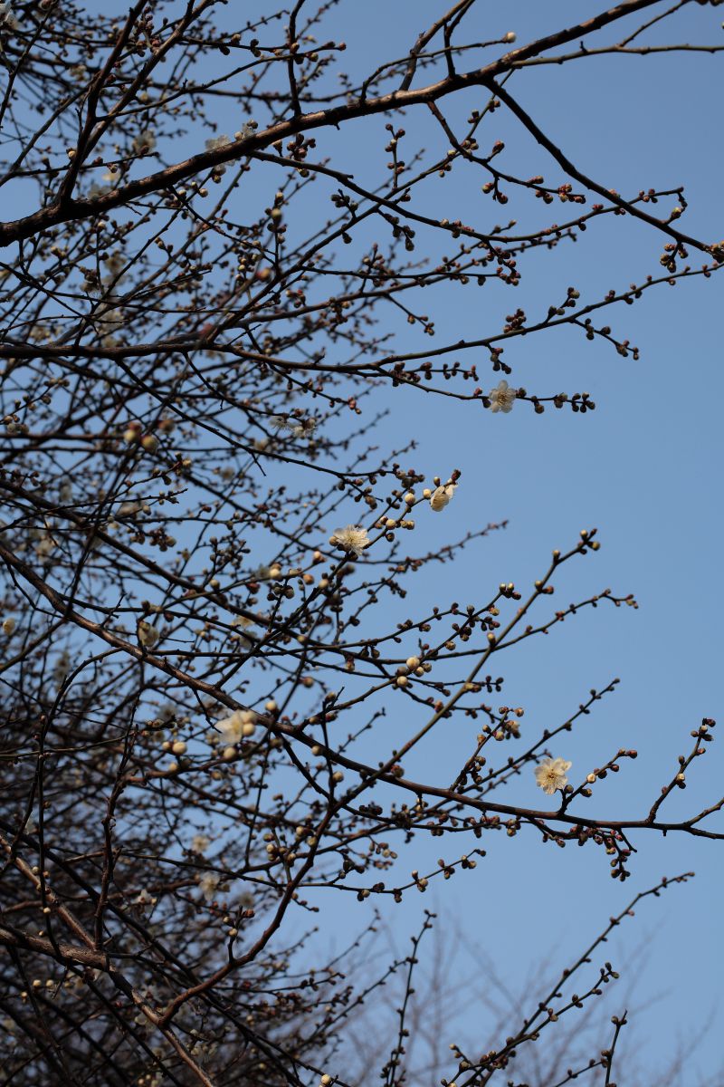 咲きかけ | GANREF