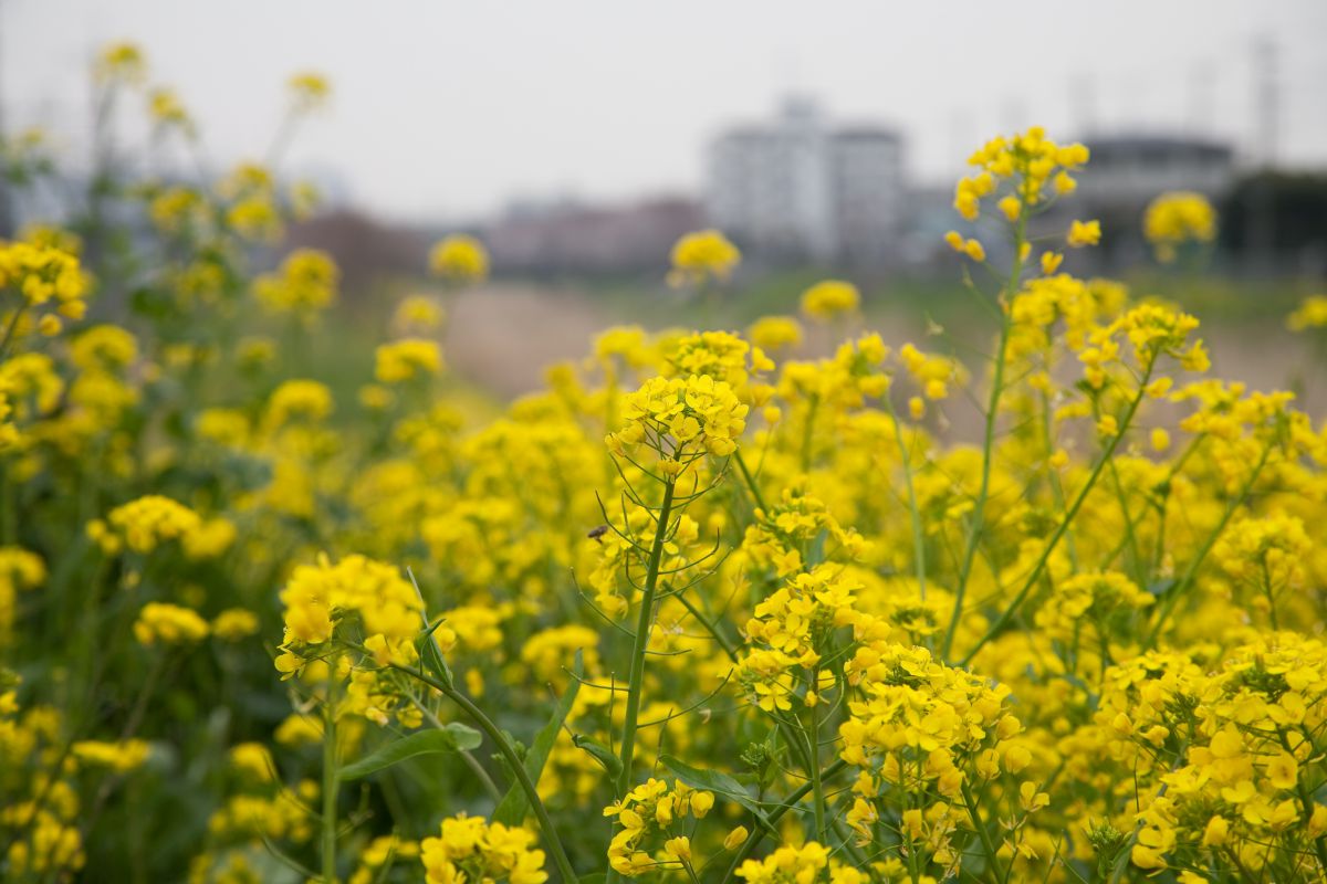 川沿いに咲く菜の花 | GANREF