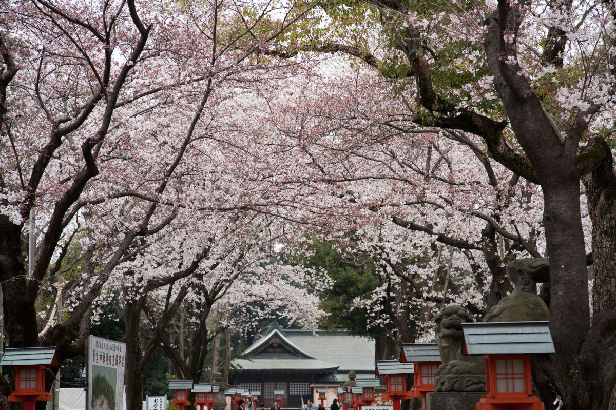 鷲宮神社の桜並木 2009/04/04 | GANREF