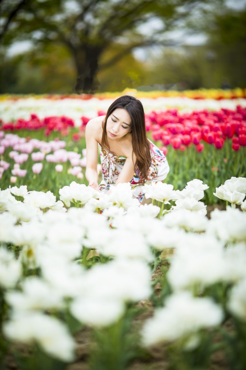 「Tulip Rainbow」 | GANREF