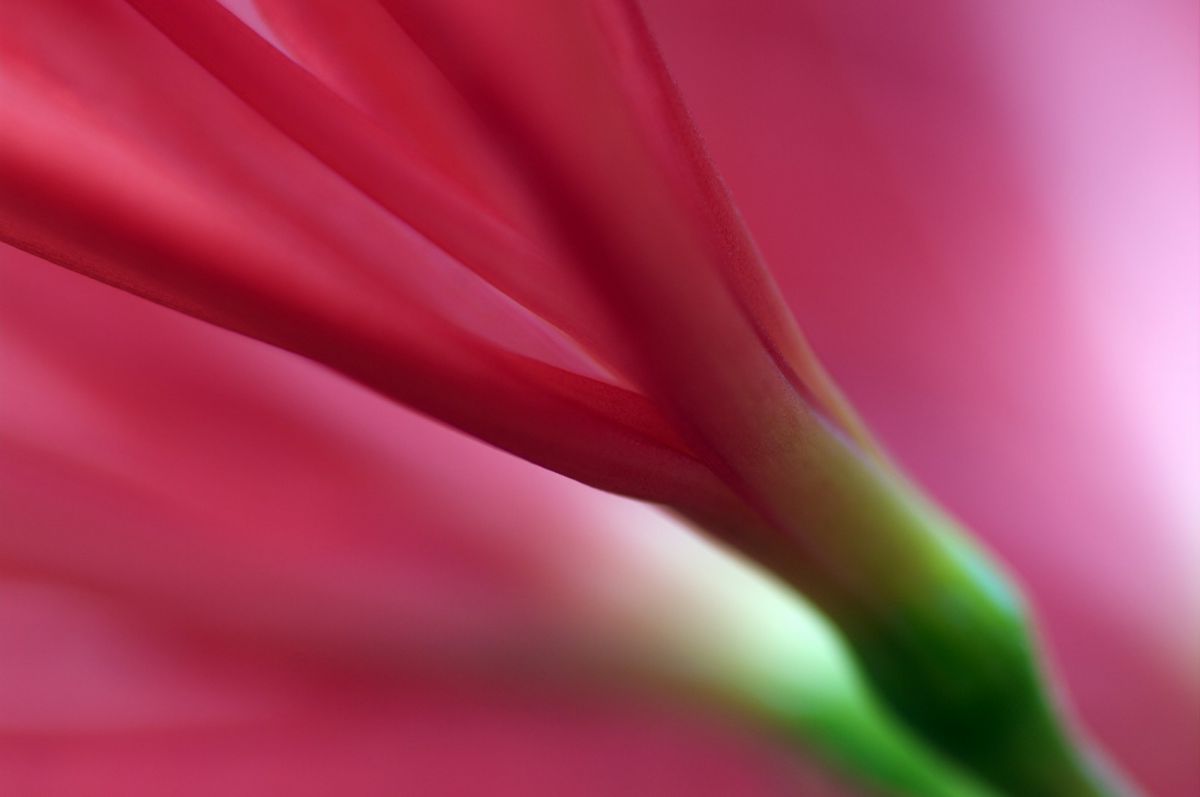 Red Emerald | GANREF