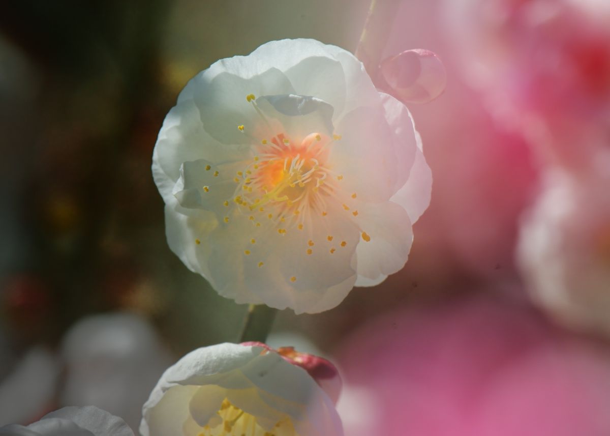 ume blossom | GANREF