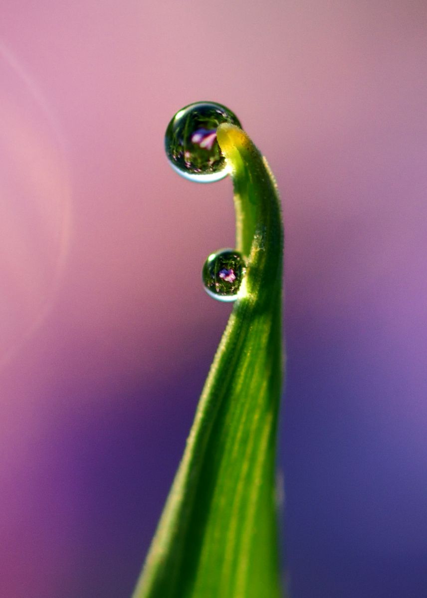 morning dew | GANREF