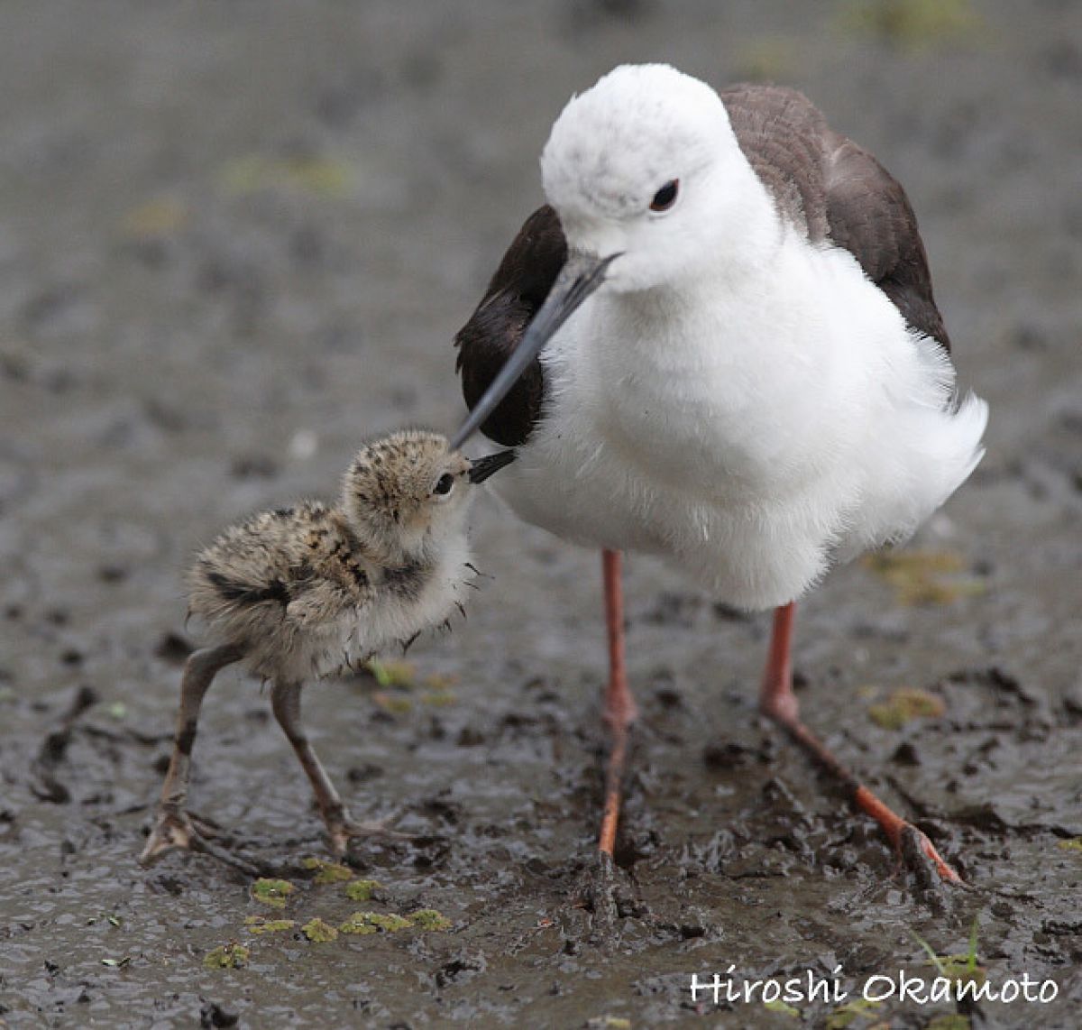甘えてやらあ2 | GANREF