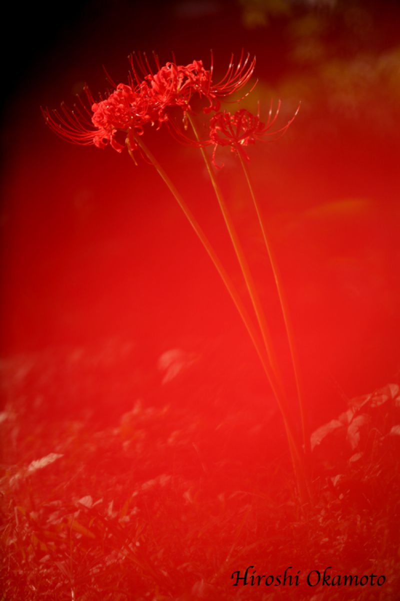 さらに紅く | GANREF