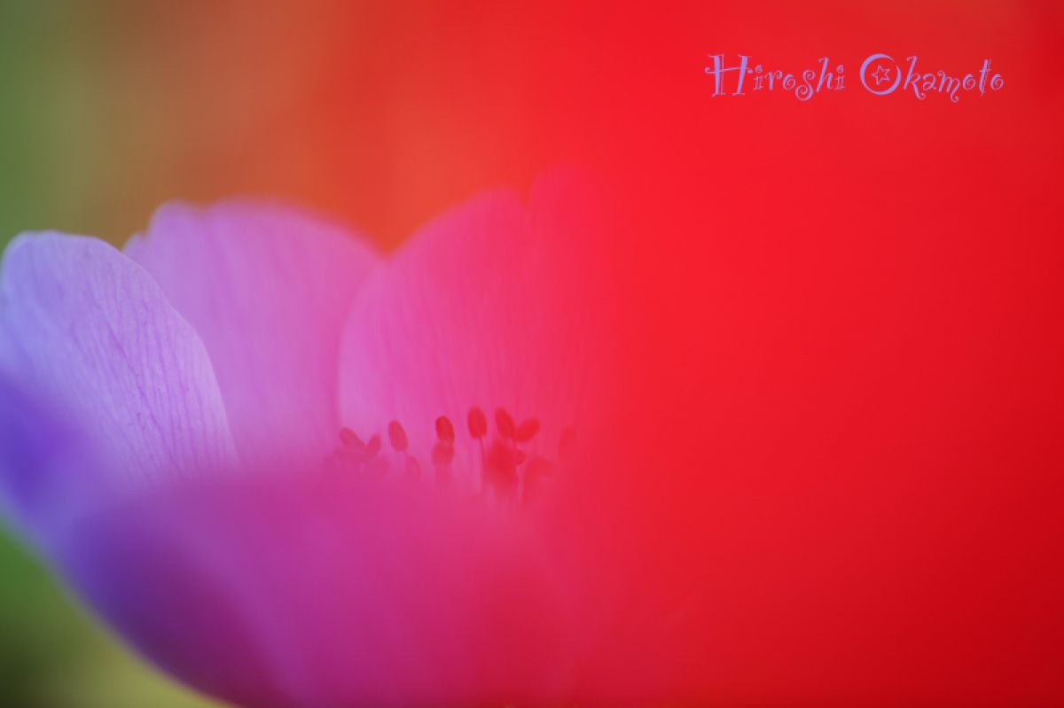 Anemone coronaria | GANREF