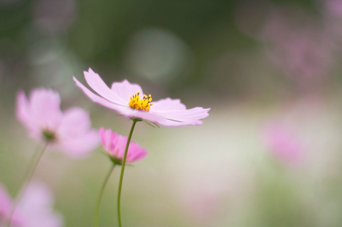 夢ごこち | GANREF