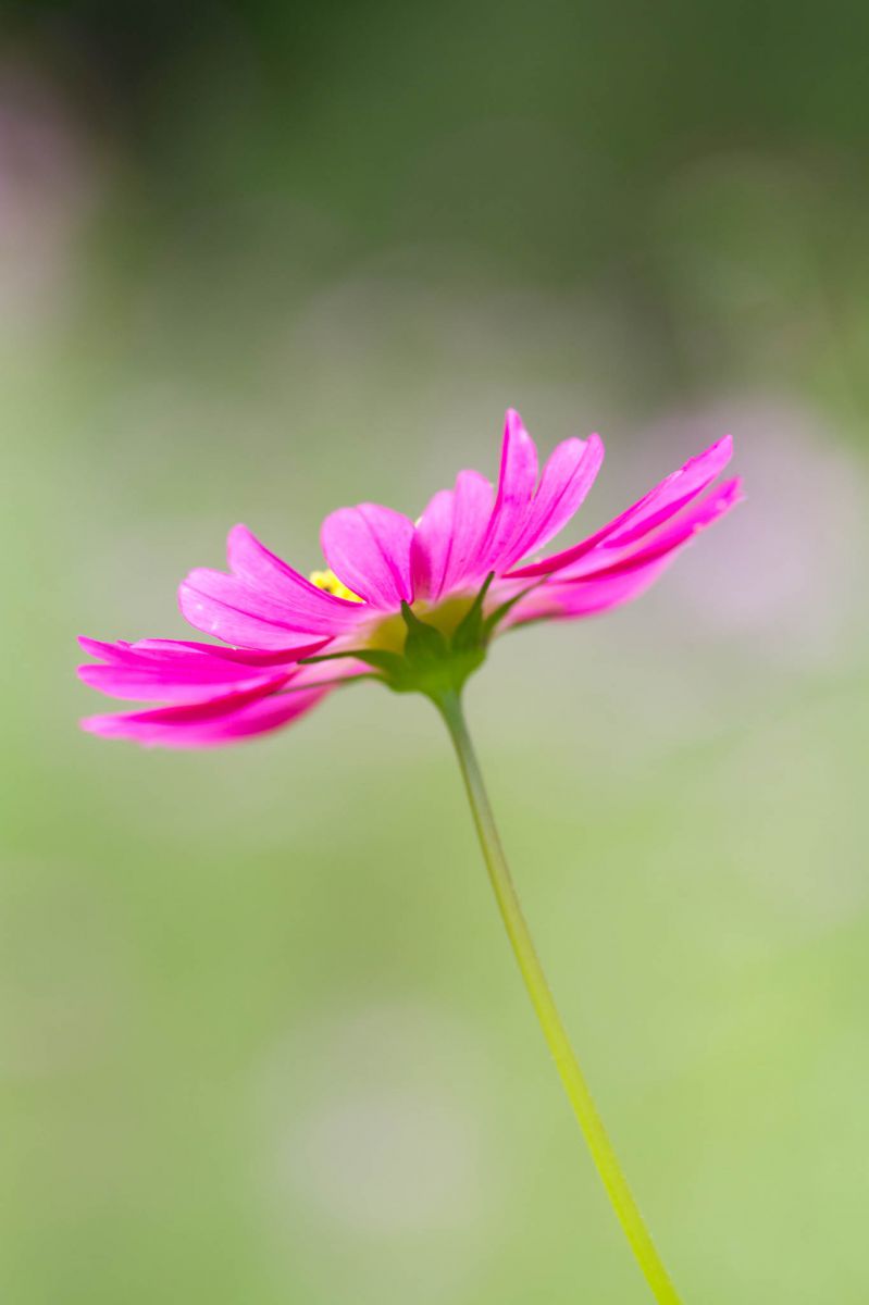 もっと光を | GANREF