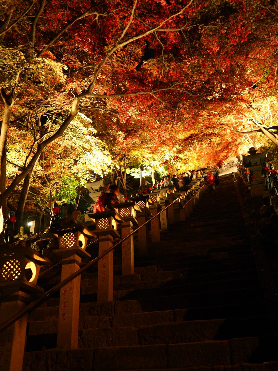 大山寺ライトアップ2018 | GANREF