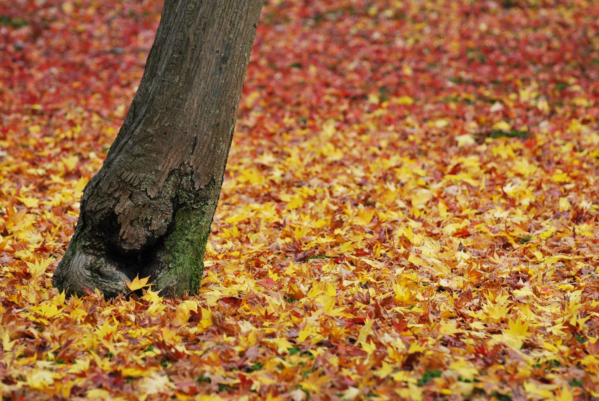 葉色ーin JAP | GANREF