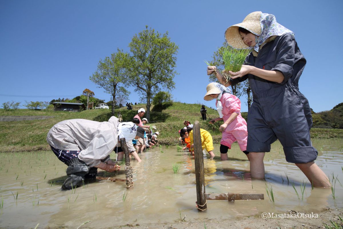 田植え 03 | GANREF