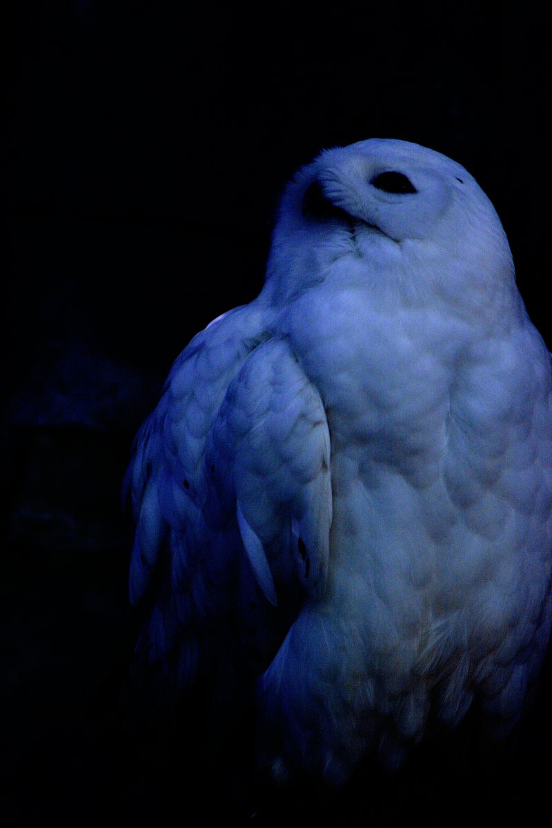 intelligence | GANREF