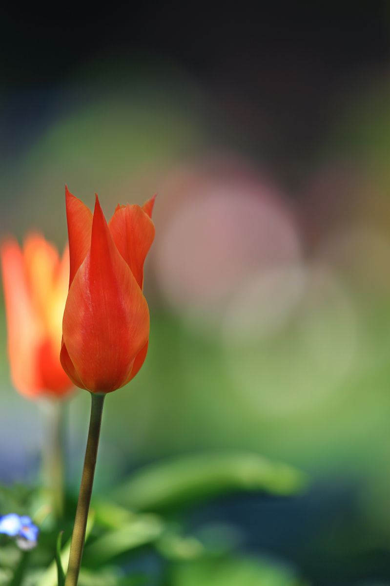 TULIP | GANREF