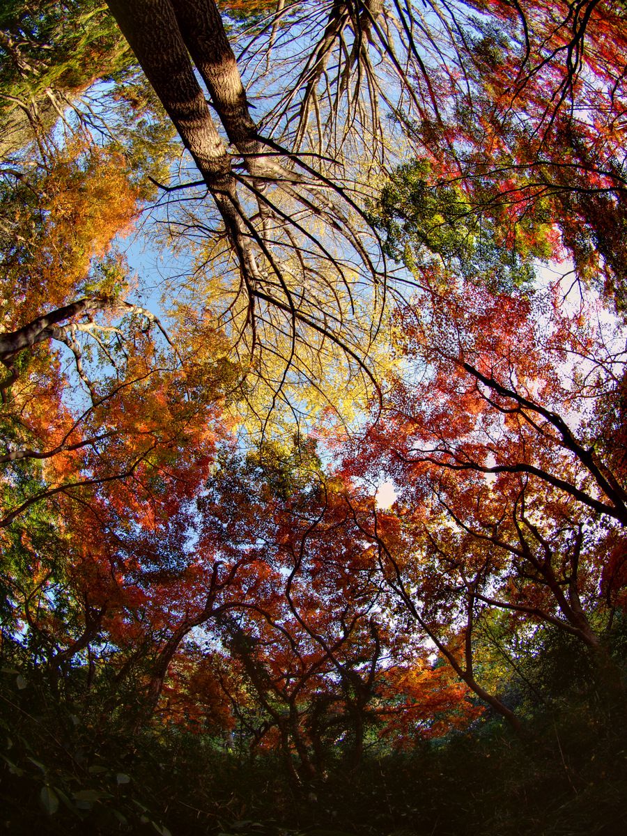 見上げれば秋の色 | GANREF