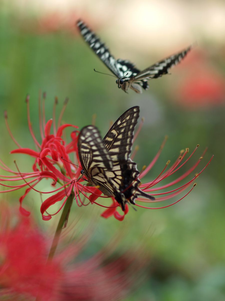 恋の季節 | GANREF