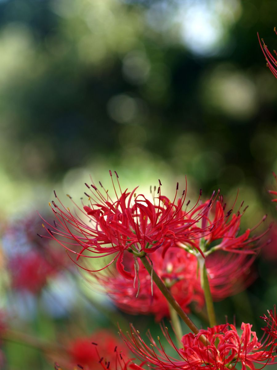 光のシャワー | GANREF