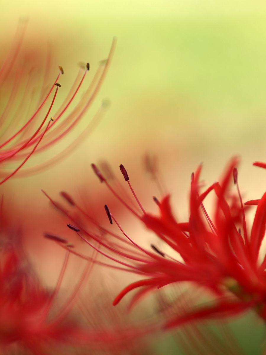 光柔らかく | GANREF