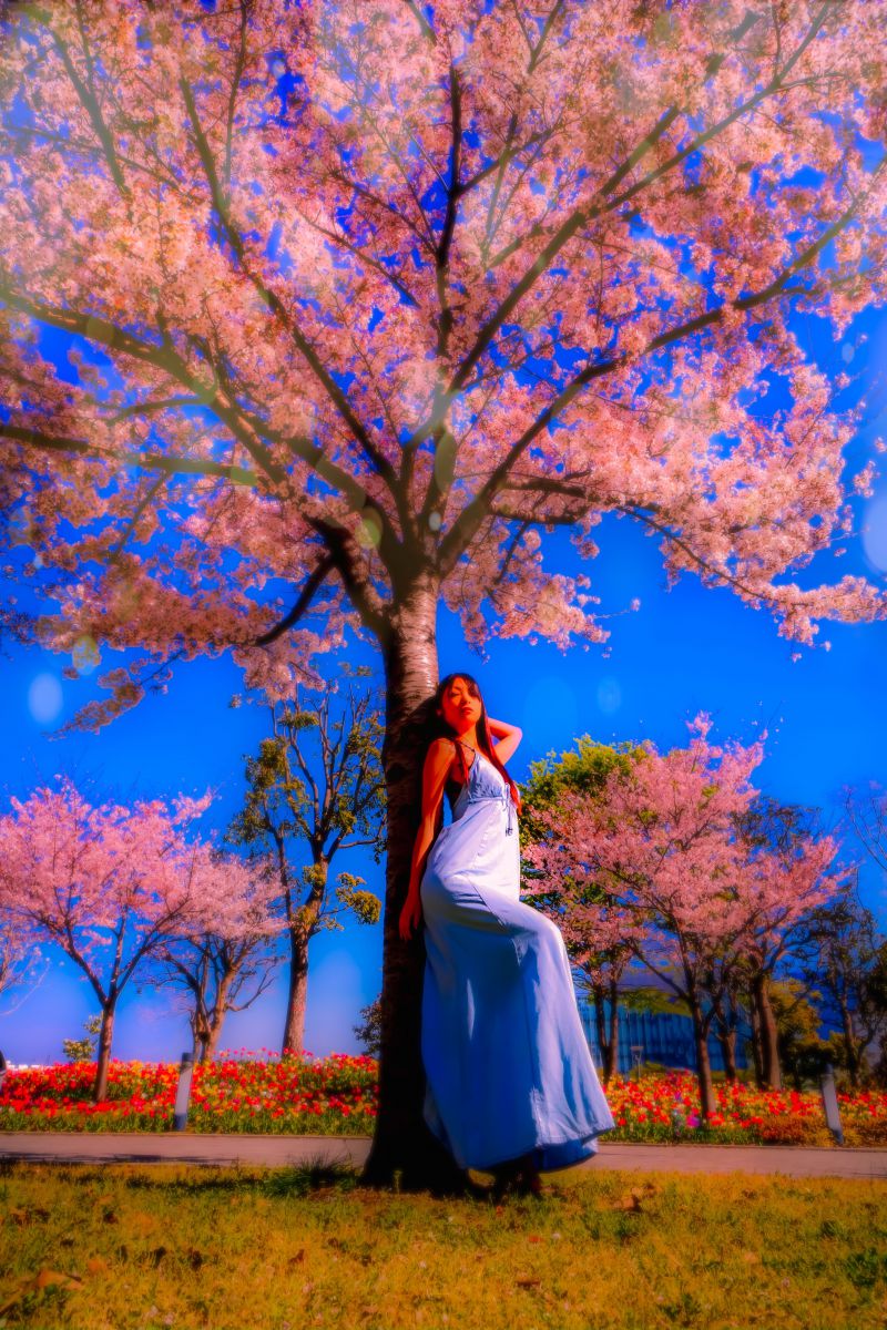 sakura photography | GANREF