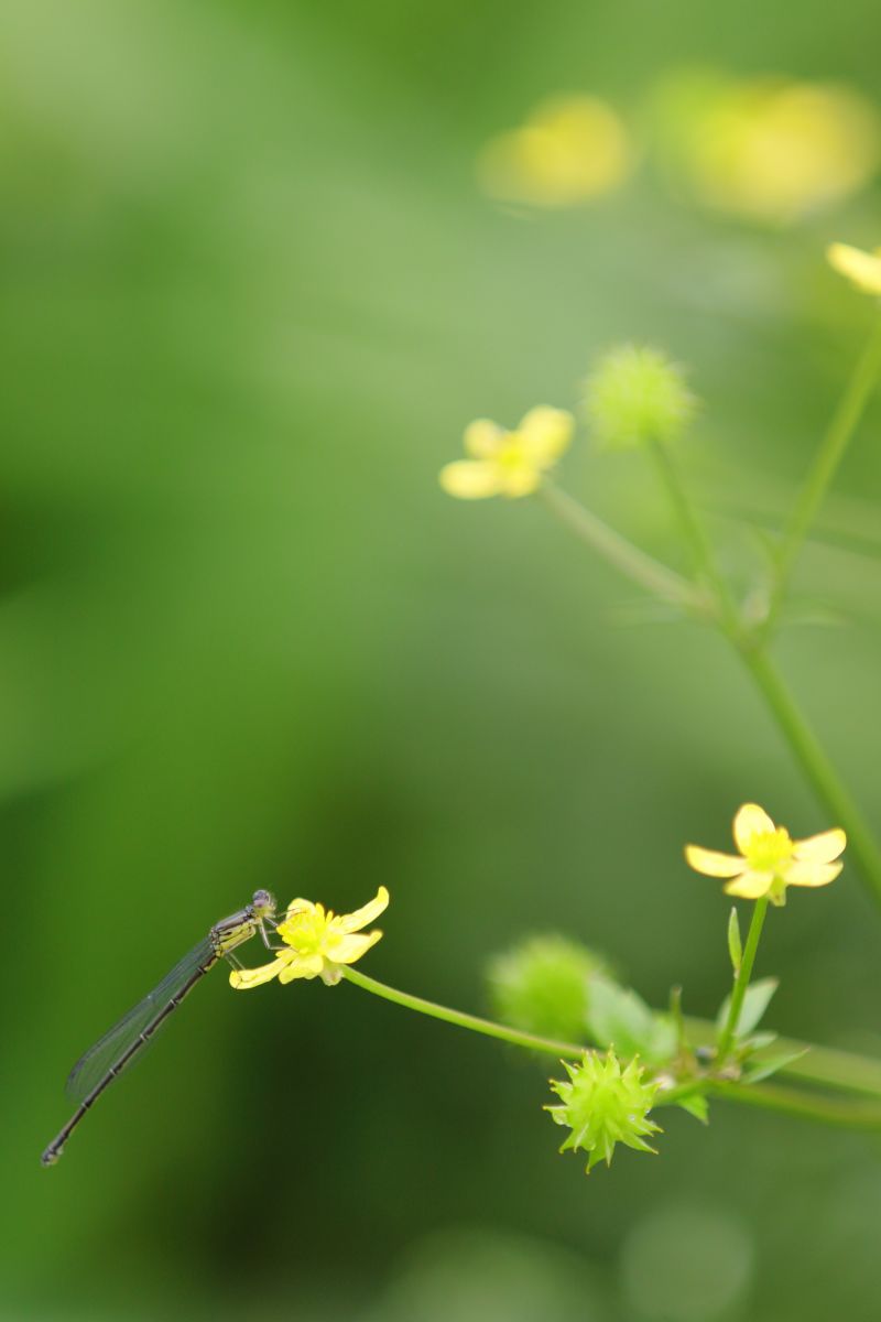 キツネノボタンにて - クロイトトンボ | GANREF