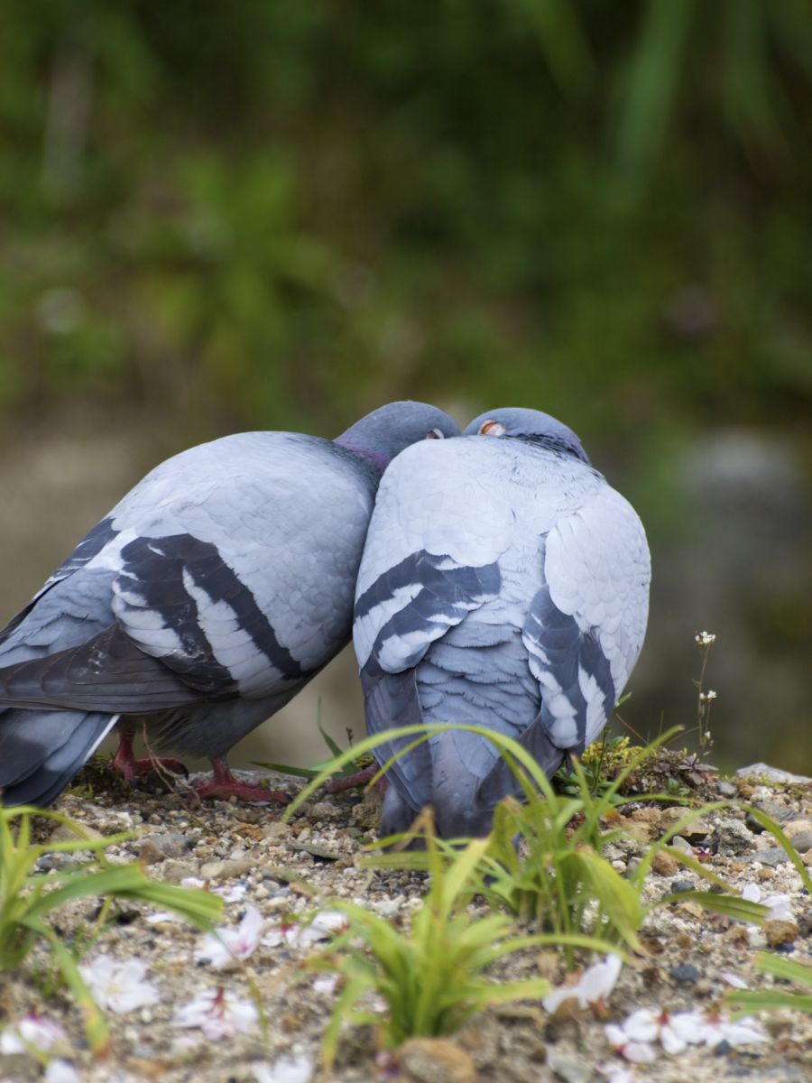 桜の木の下でコソコソ話 | GANREF