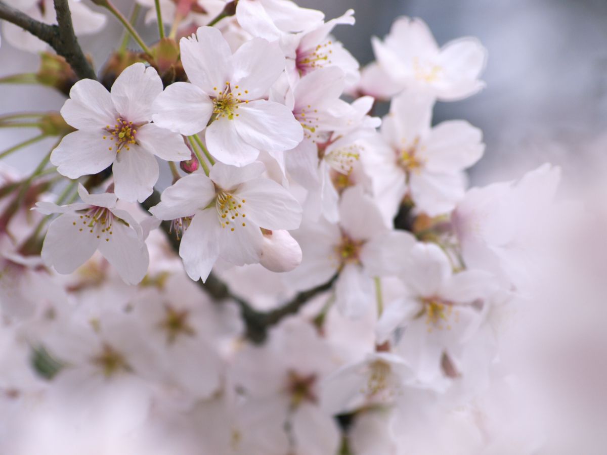 開花度MAX | GANREF