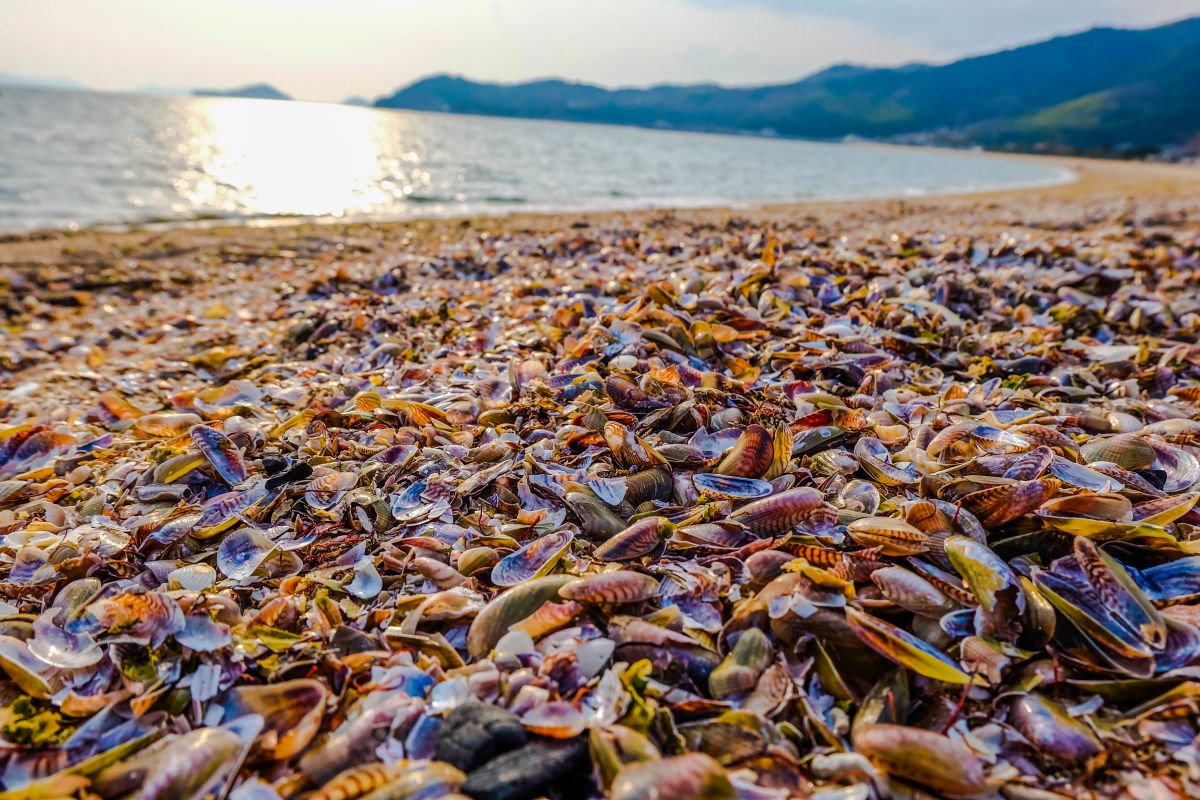 The shell shore | GANREF