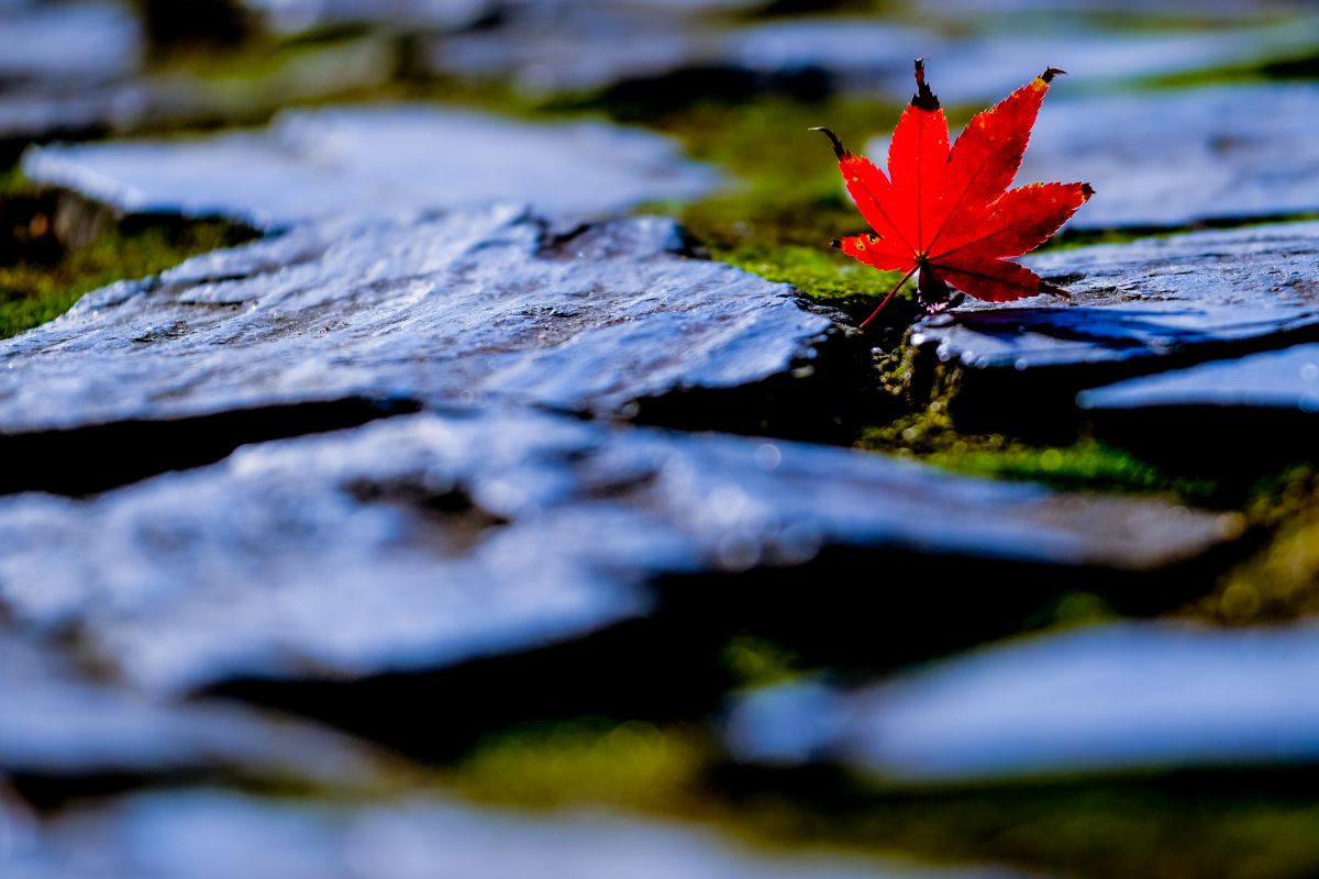 A small fall | GANREF