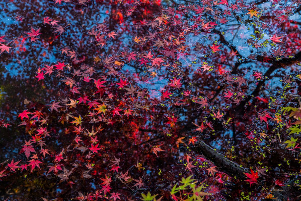 Autumn water surface | GANREF