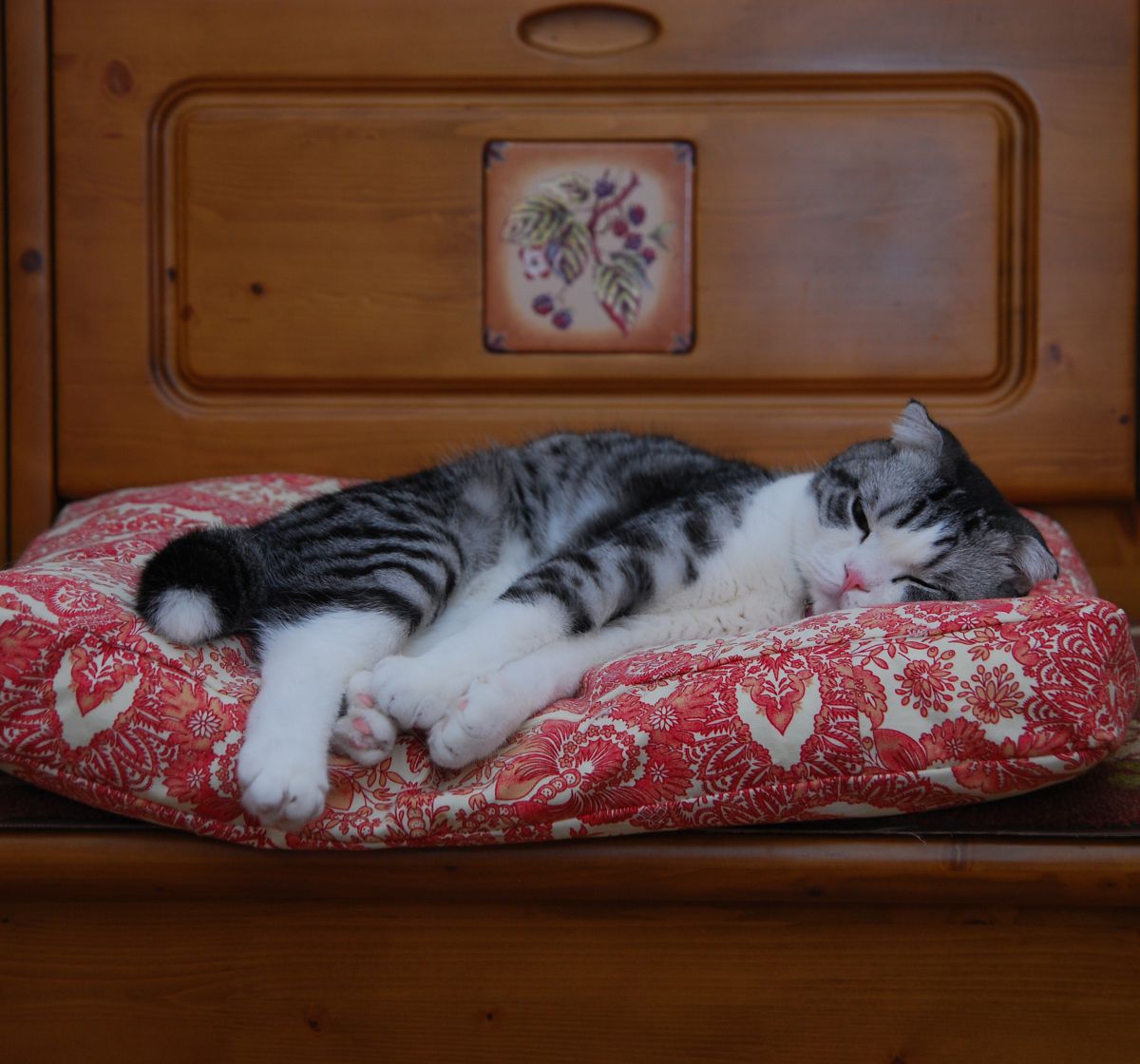 sleeping cat | GANREF