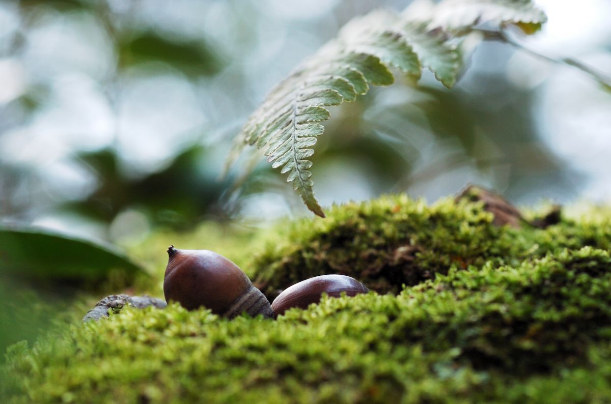 NAO_3932.jpg | GANREF