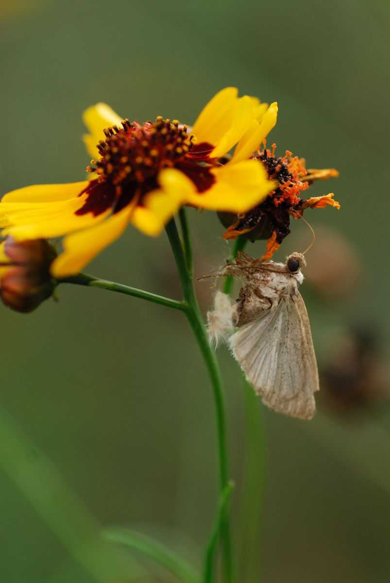 What's happen ? | GANREF