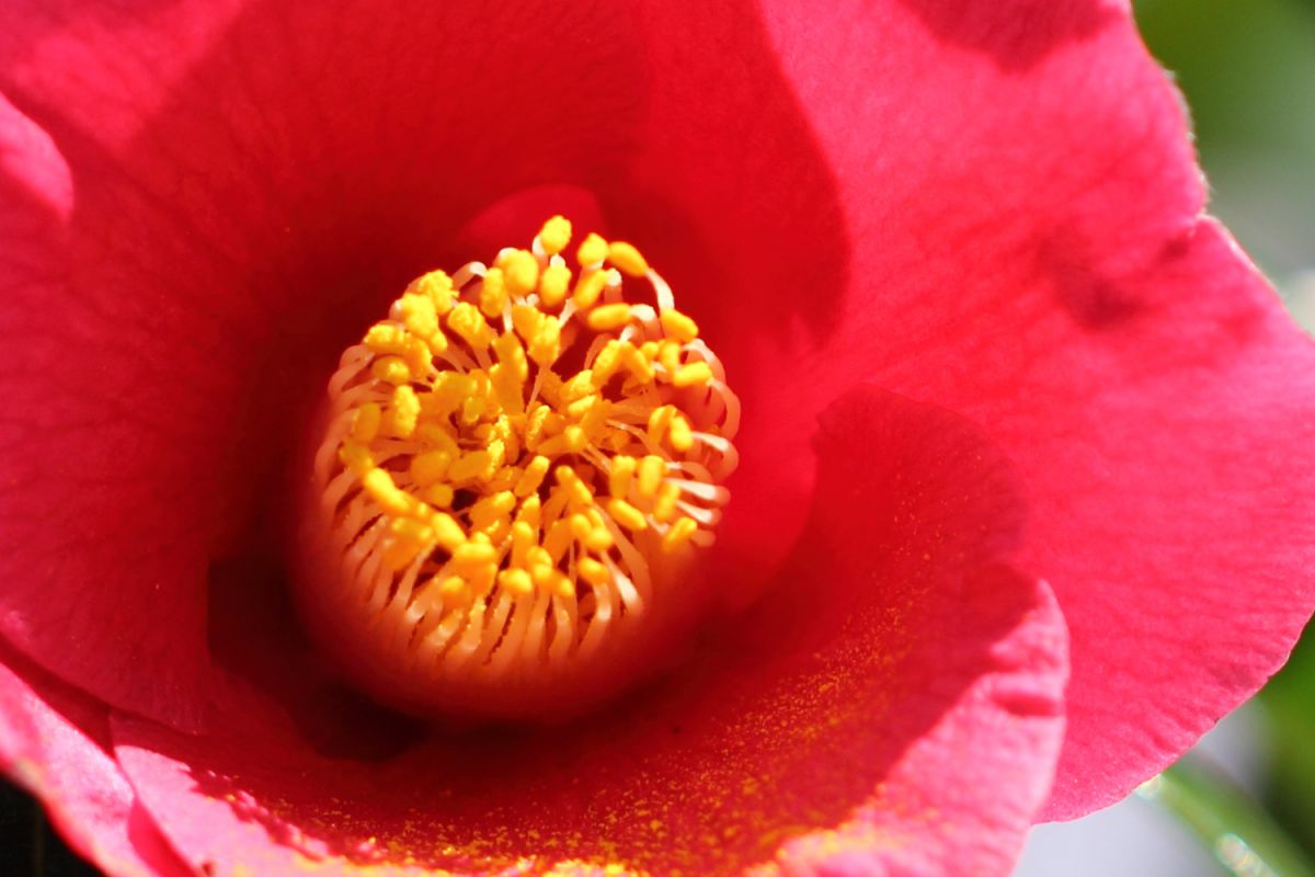 Bean sprout in the camellia | GANREF