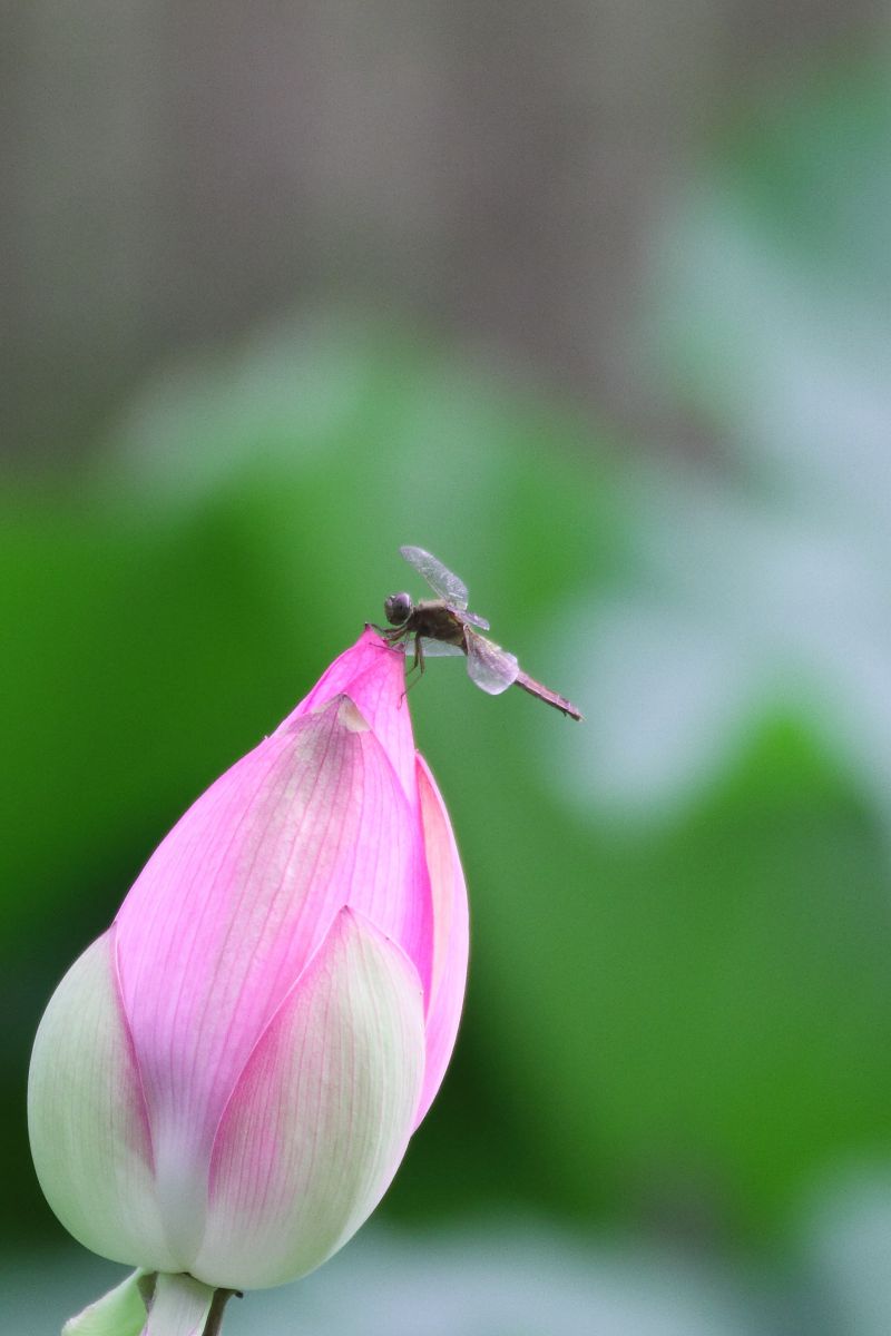 A lotus and dragonfly | GANREF