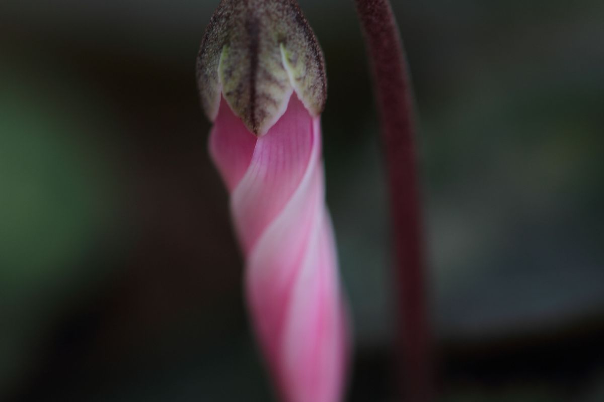Small pink umbrella | GANREF