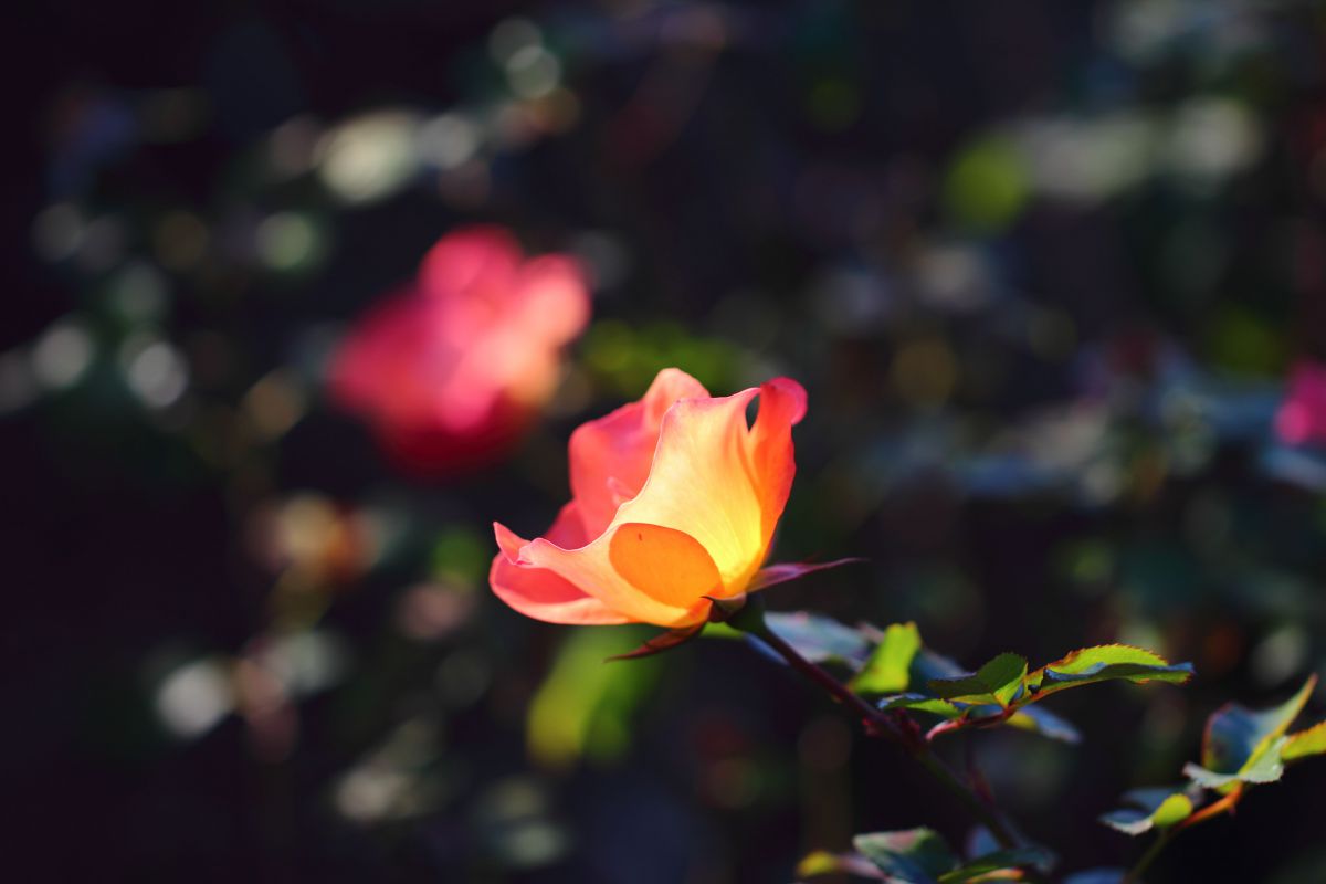 Light of the rose | GANREF