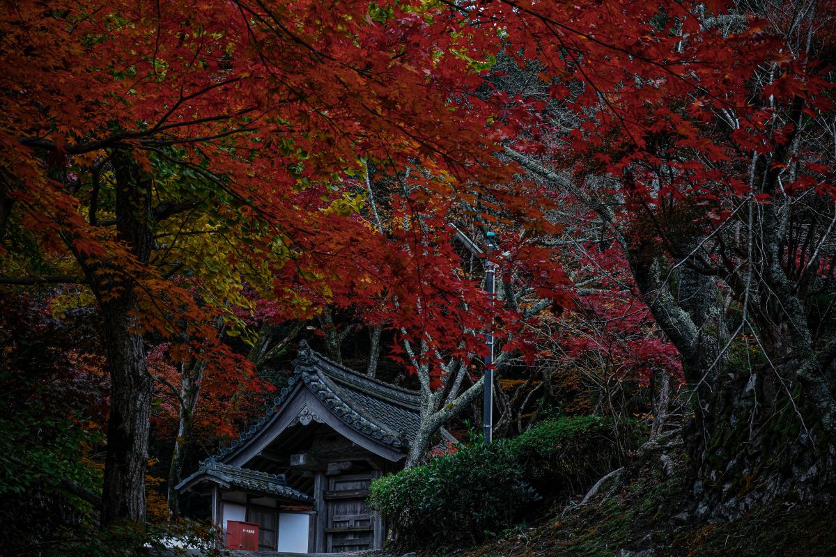 紅葉2019 - 003 | GANREF