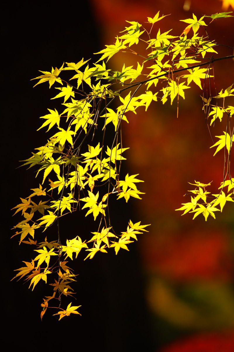 Black＆Red | GANREF