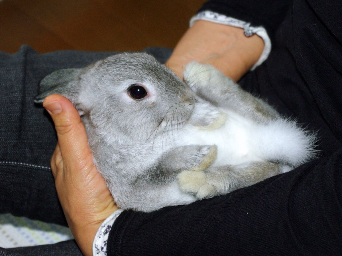 なすがまま | GANREF