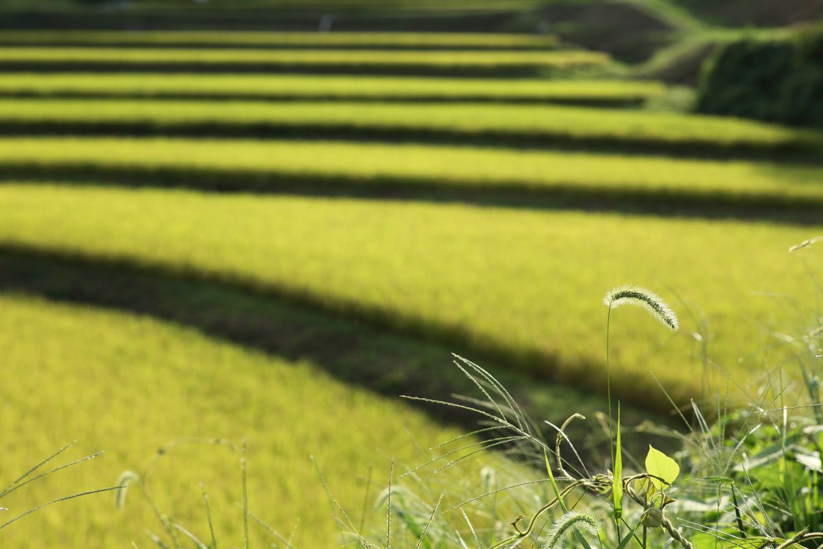 晩夏の棚田 | GANREF