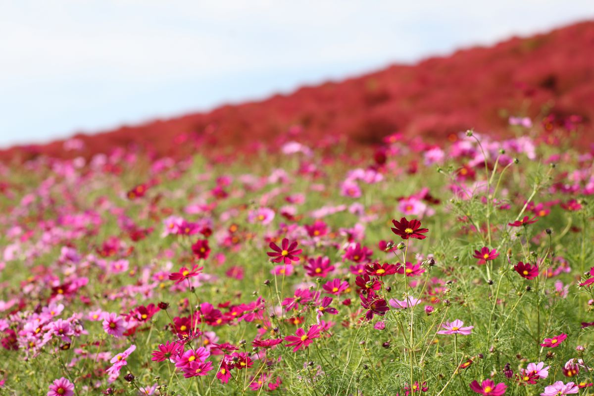 autumn hill | GANREF