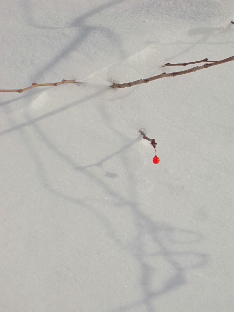 One red fruit | GANREF